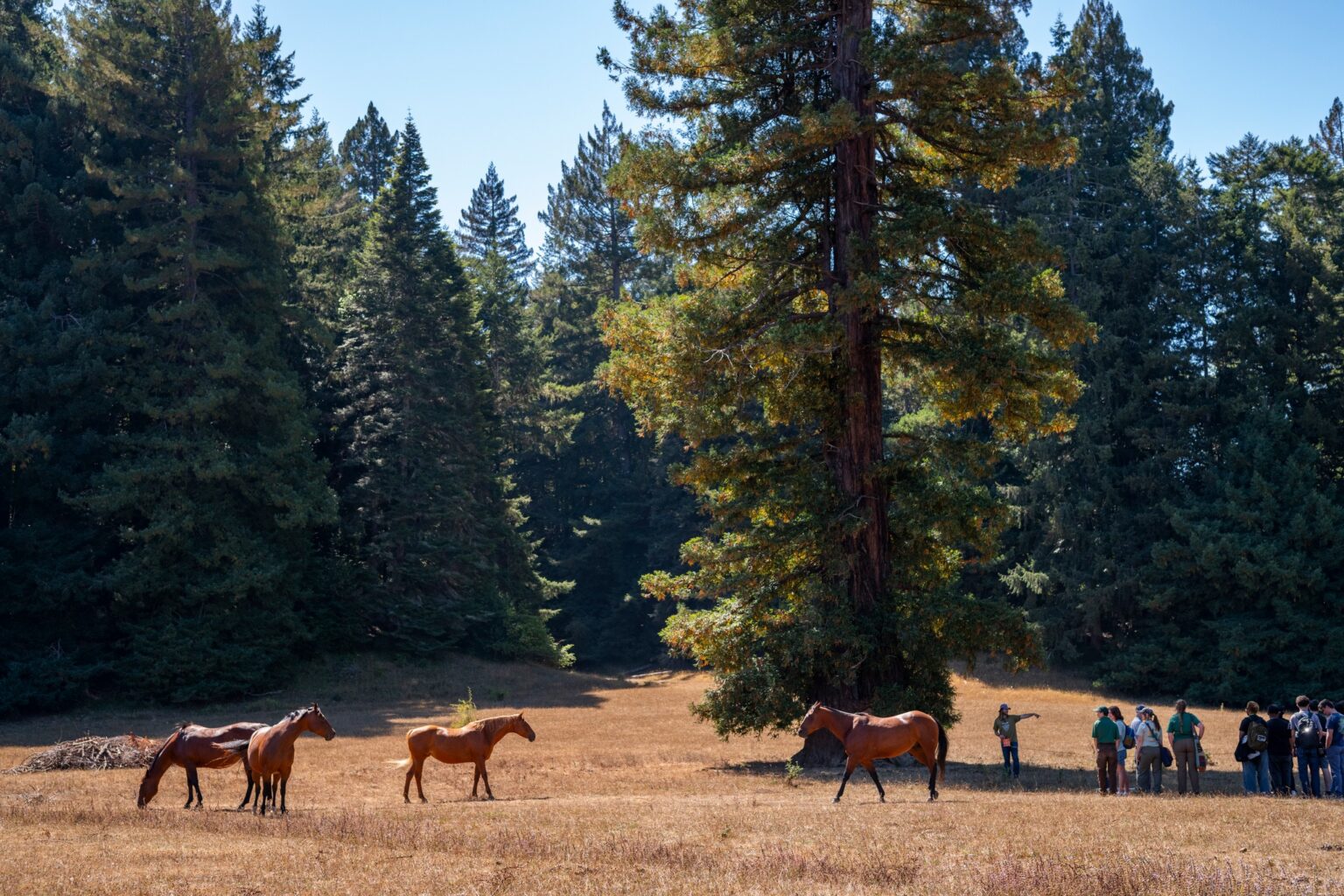 Cal Poly Humboldt Forestry, Fire, and Rangeland Management Students ...